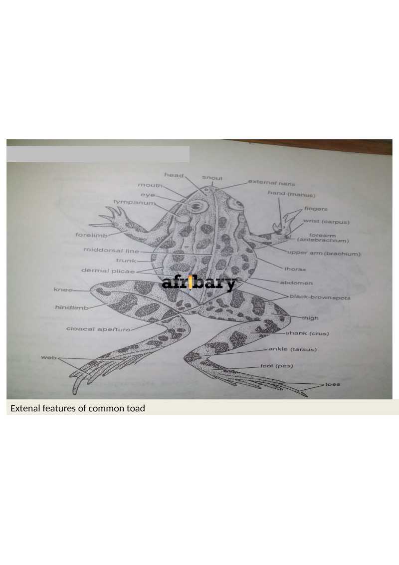 ZLY 202: Diagrams and Structures (Internal and External) of Common Toad ...