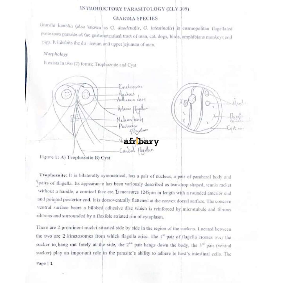 ZLY 309 INTRODUCTORY PARASITOLOGY (GIARDIA SPECIES) | Afribary